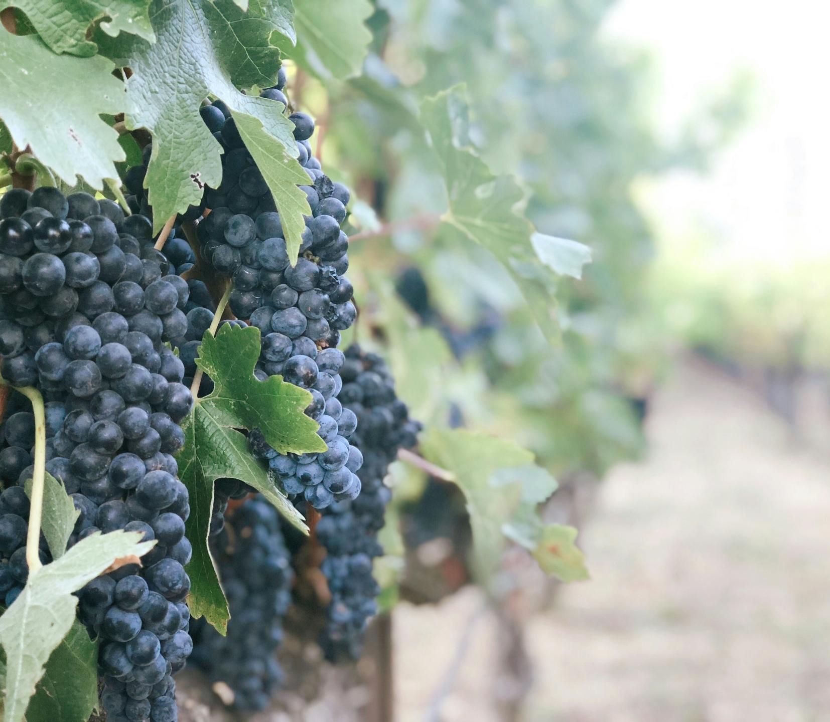 Handla vin online i vår vinbutik på nätet | Philipson Wine